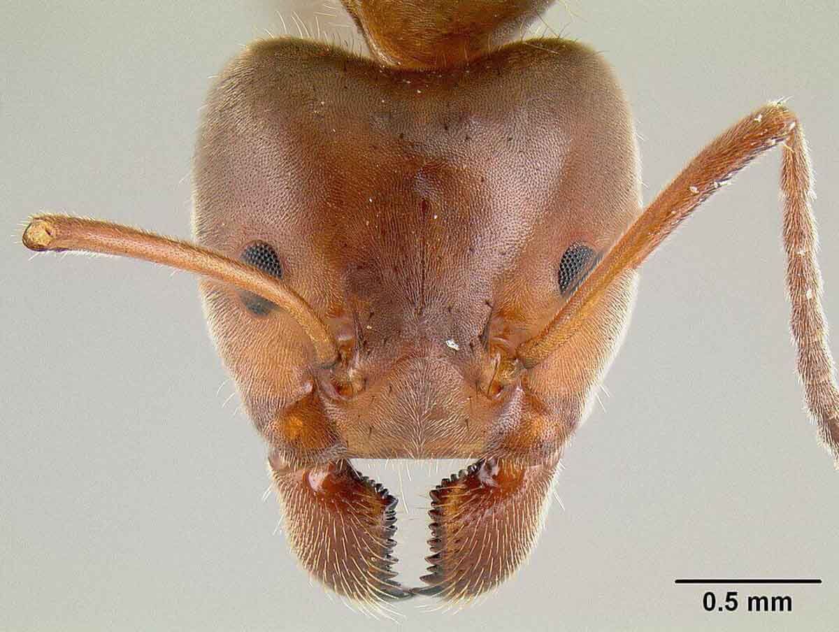 Velvety Tree Ant Control Services in Utah. Thorn