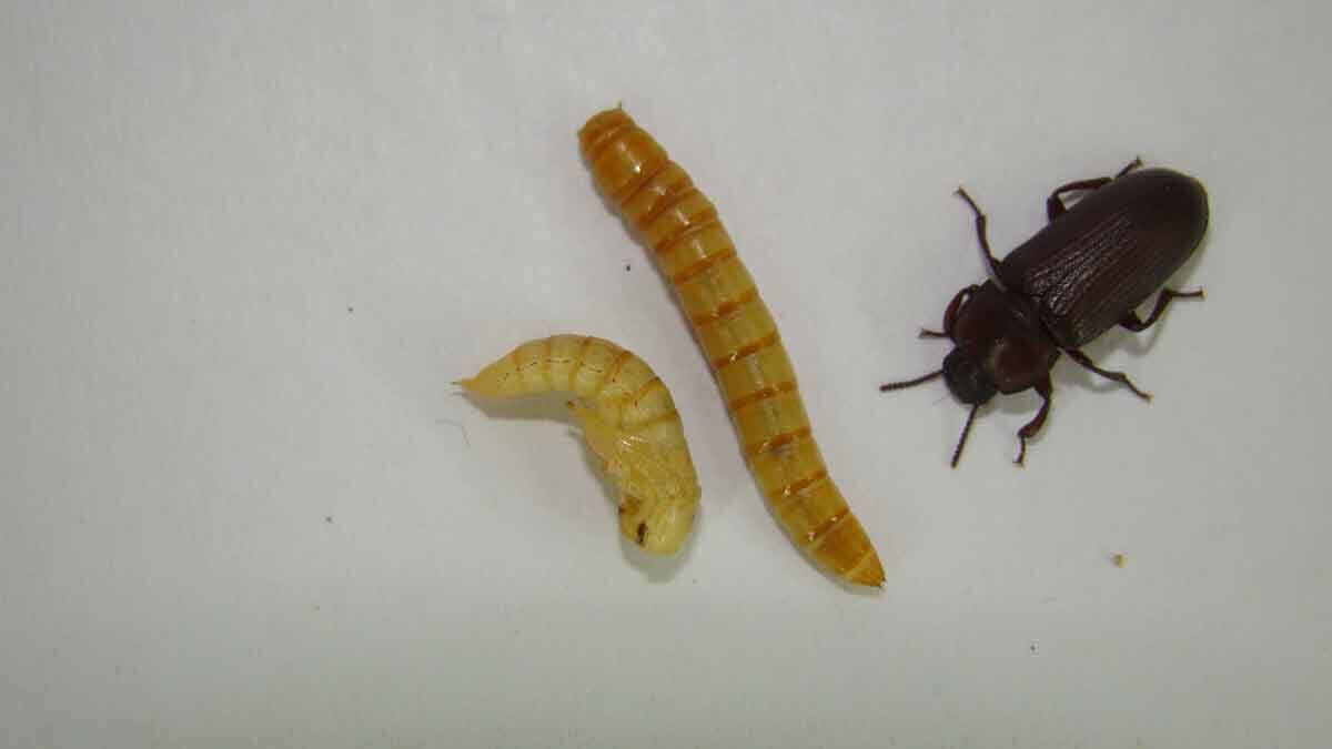 yellow mealworm beetle bite
