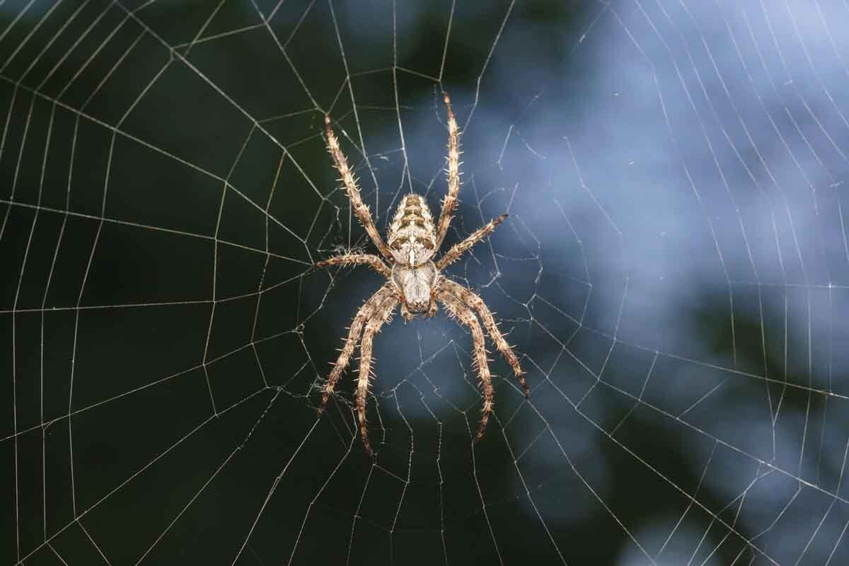 orb weaver spider